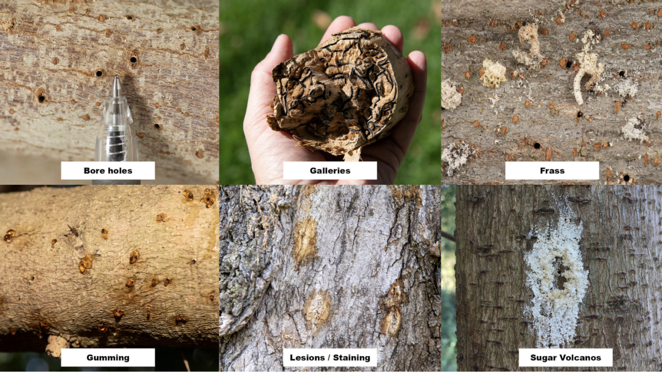 OUTBREAK: Polyphagus Shothole Borer (PSHB) - Australian Garden History ...
